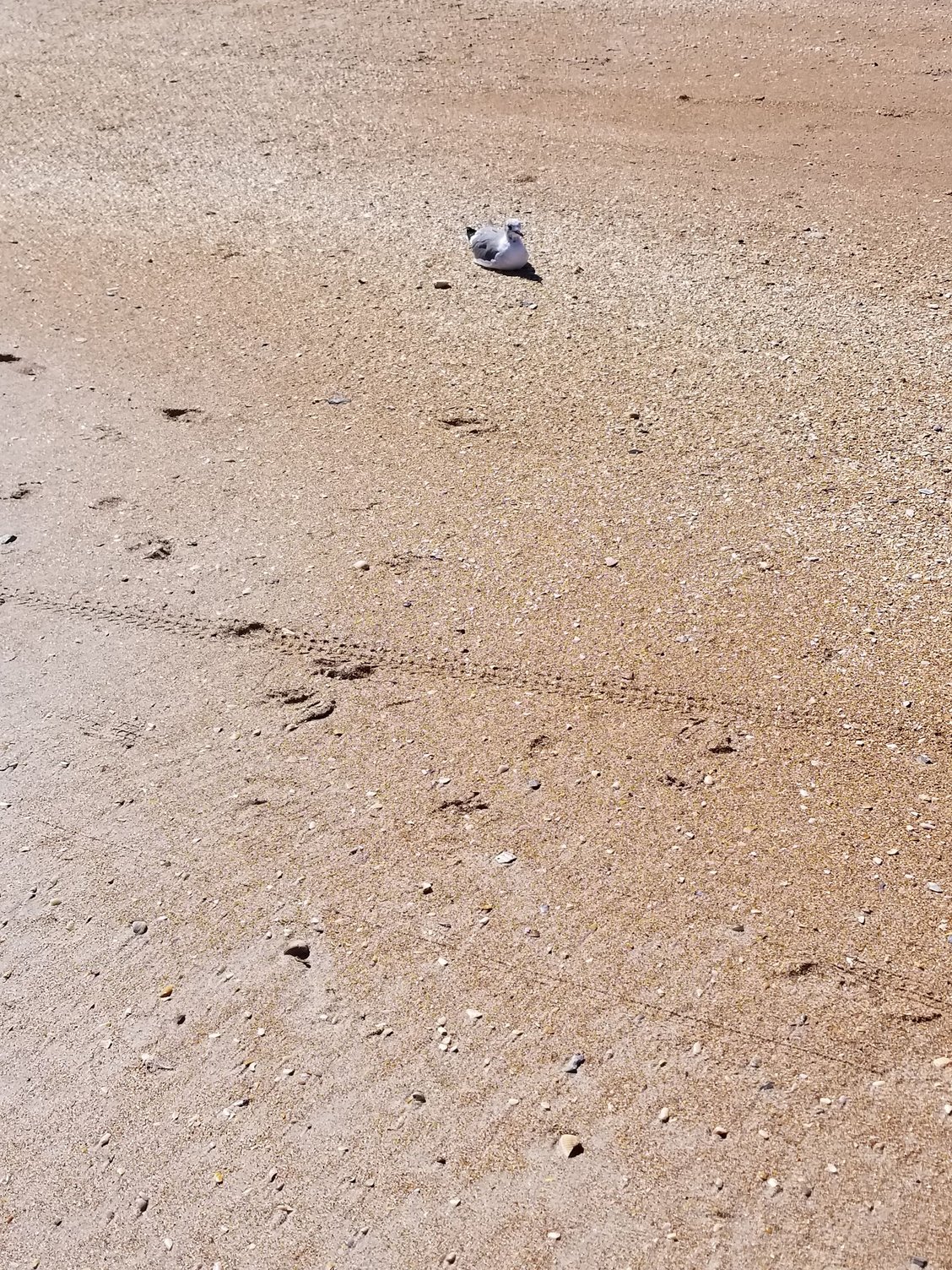 2021 C8J Production Spreadsheet - Page 35 - CorvetteForum - Chevrolet ...