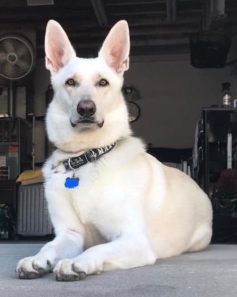 Fn dogs - CorvetteForum - Chevrolet Corvette Forum Discussion