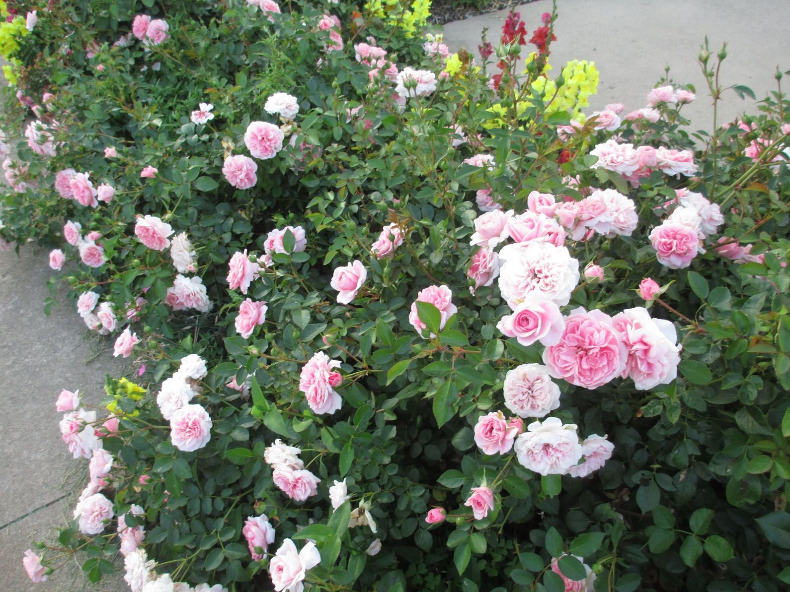 'Lovely Fairy' roses photo by bethiniowa on Garden Showcase