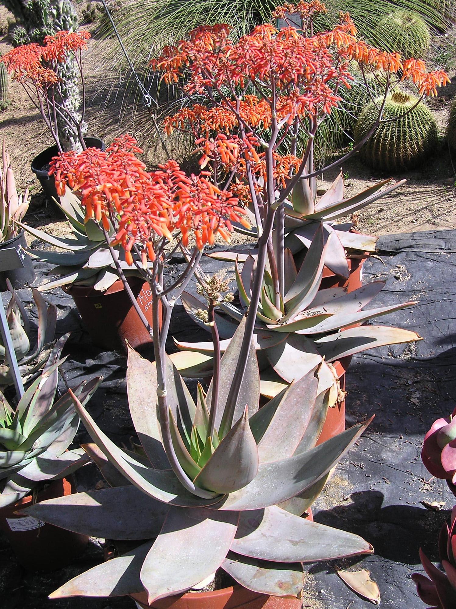 Aloe striata- Tropic World nur photo by palmbob on Garden Showcase