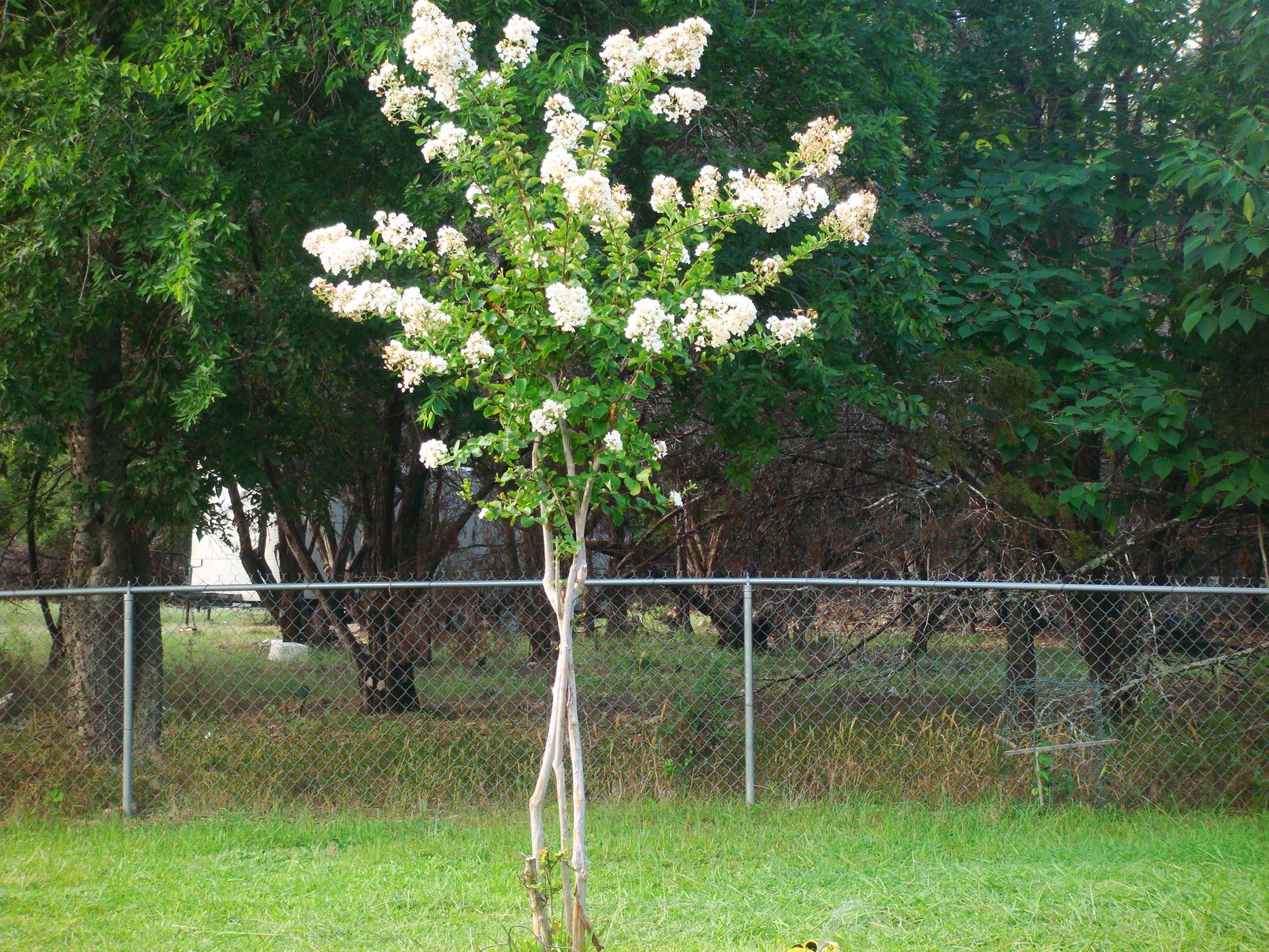 My little white Crape Myrtle. photo by libless on Garden Showcase
