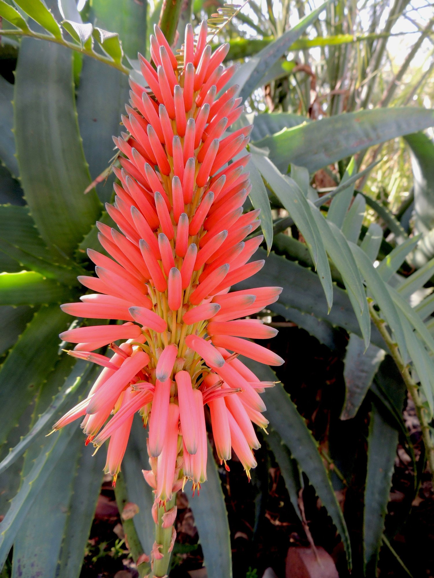 Aloe hardyi flower, March photo by palmbob on Garden Showcase