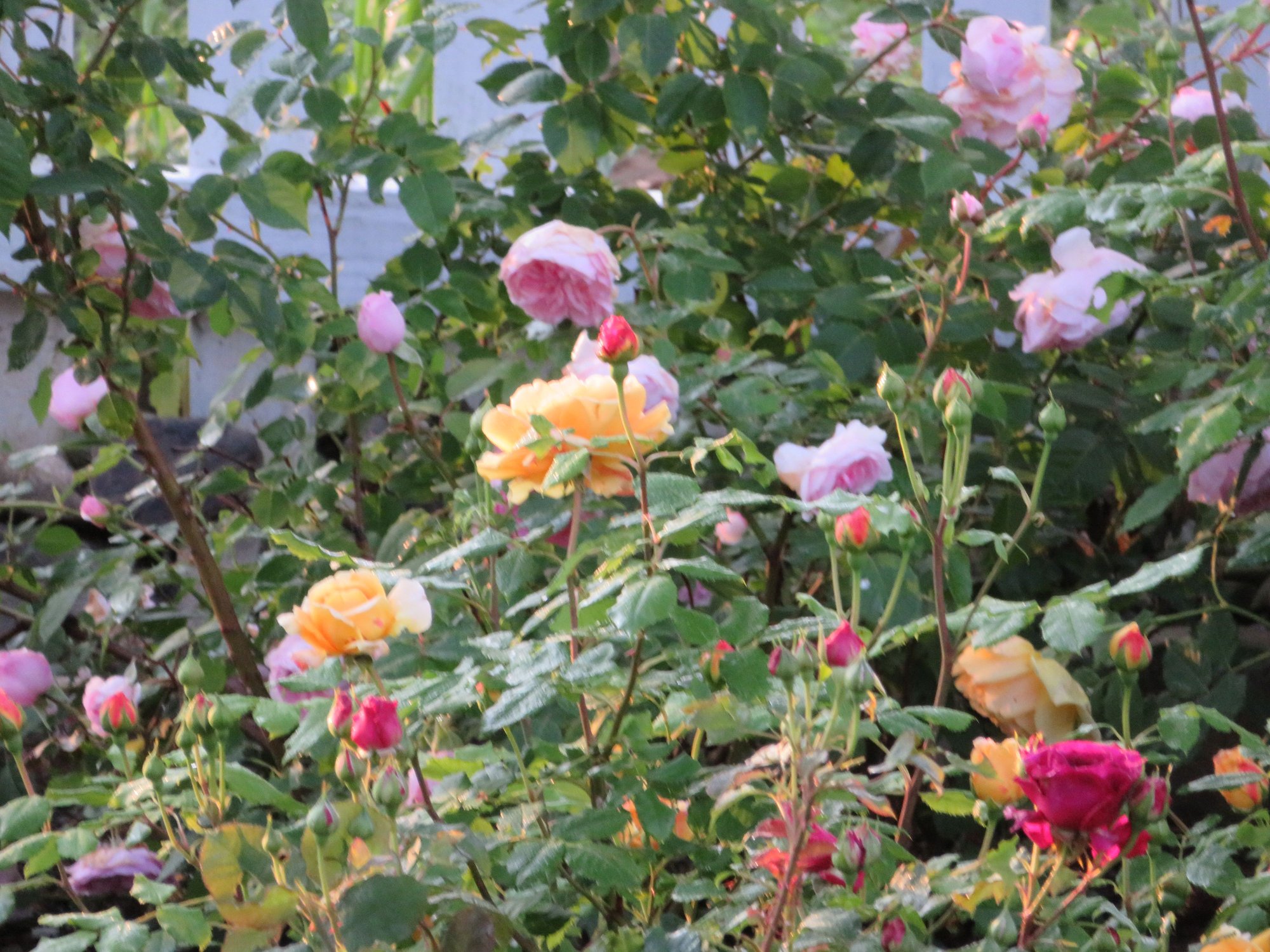 Sea Rose Gardens photo by mimilovesme on Garden Showcase