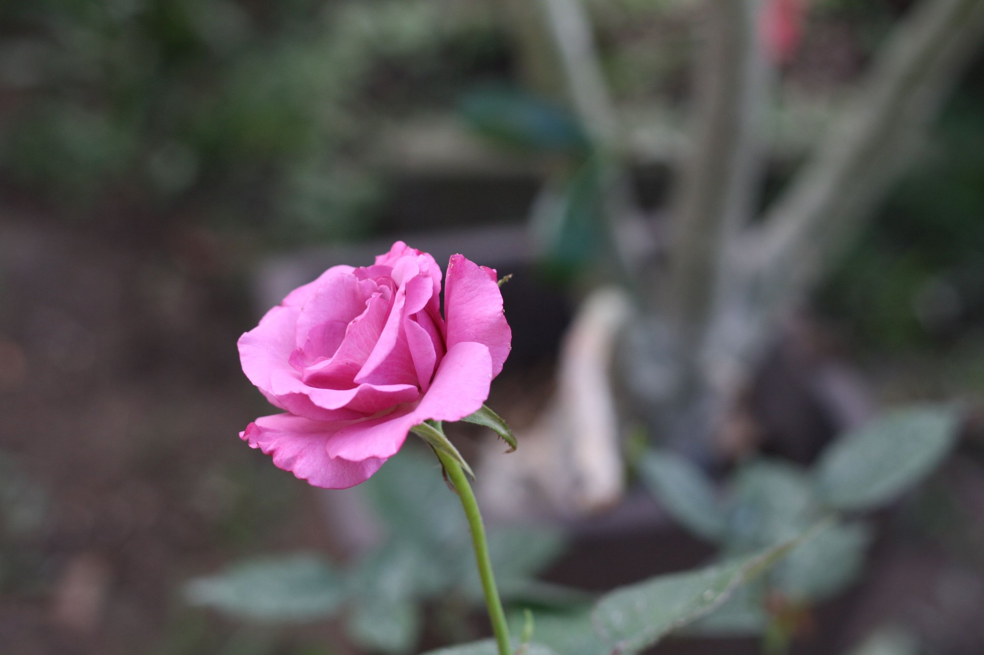 love potion rose. photo by victorsmith on Garden Showcase