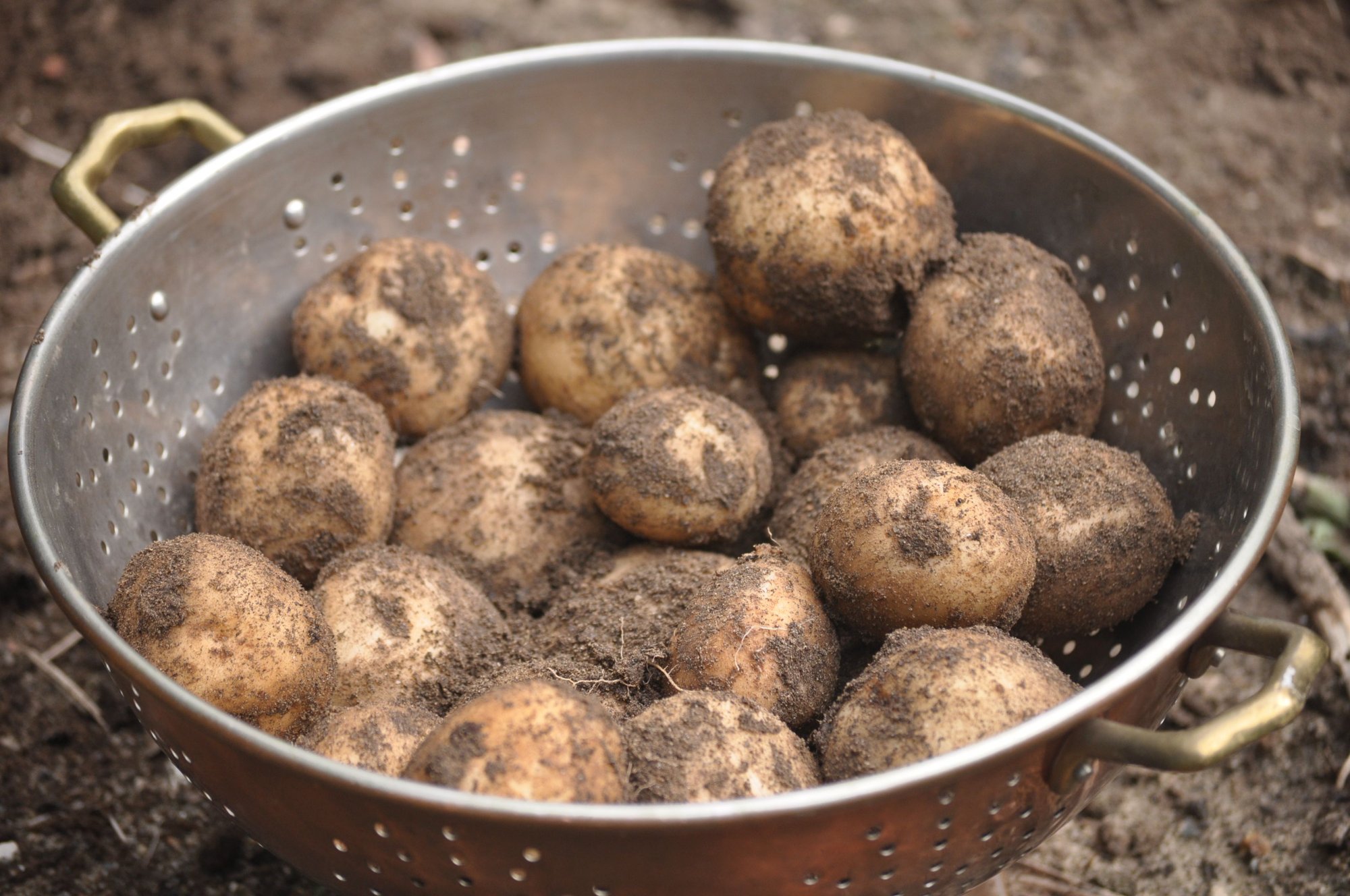King Harry Potatoes straight f photo by wind on Garden Showcase