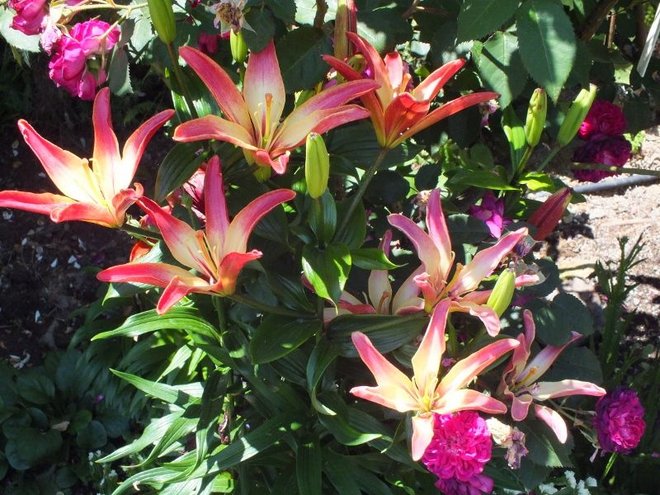 Asiatic Lily 'Heartstrings' photo by RosinaBloom on Garden Showcase