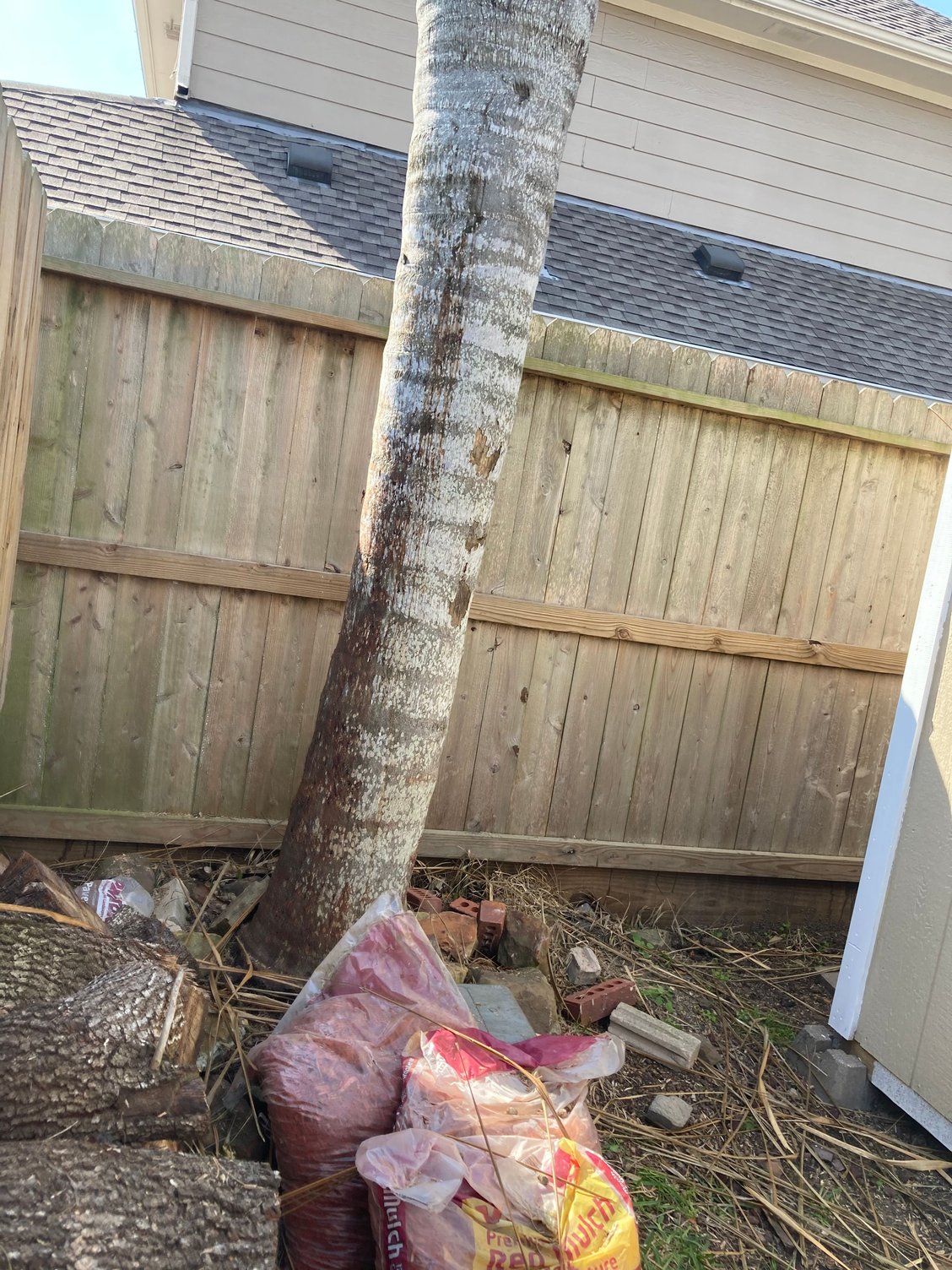Is this date palm tree dead or dying? - DoItYourself.com Community Forums