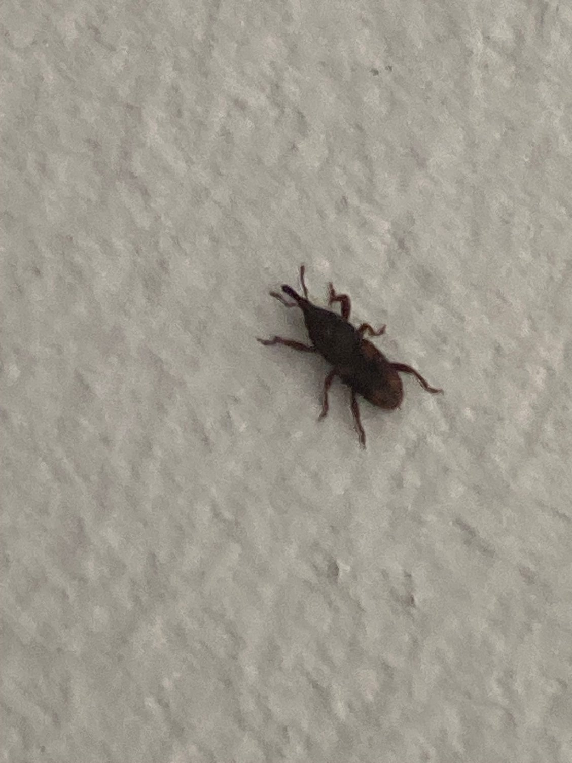 What Are These Tiny Little Black Bugs In My House Uk - Infoupdate.org