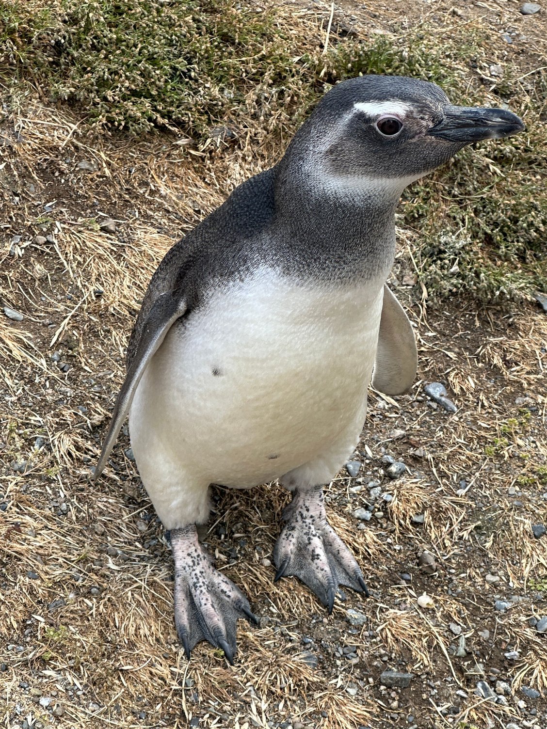 Tango, Penguins, and Icebergs, but no cryiing - Dec 14-Jan 8 Antarctica ...