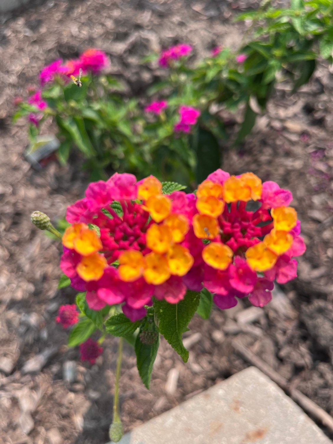 The Official Illinois 2022-2029 BS Thread - Page 395 - Ford Truck ...