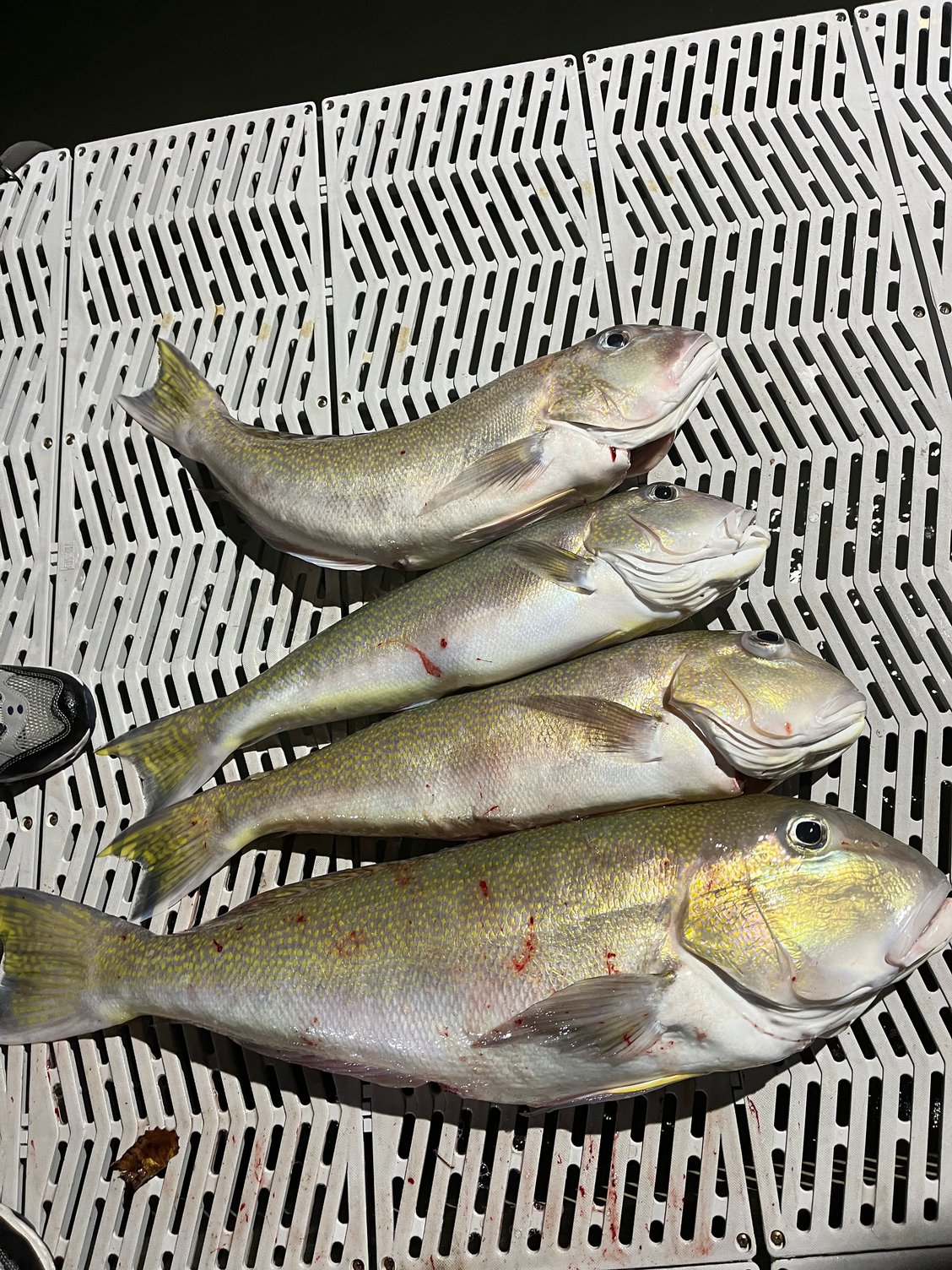 Ft Pierce Inlet and Vero Beach- reports/ fishing advice, etc - Page 191 ...